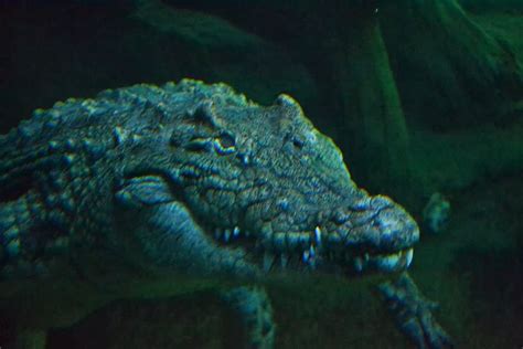Legado Natura Cocodrilo Del Nilo Crocodylus Niloticus