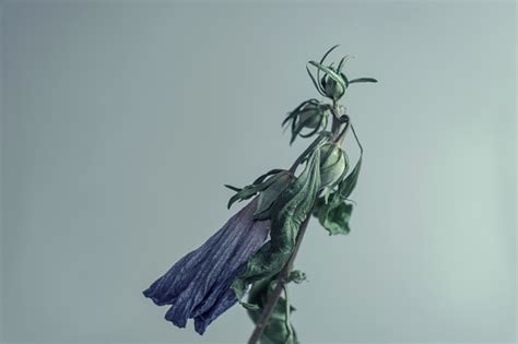 페이드 블루 꽃을 닫습니다 네온 빛에서 최소한의 아름다운 식물 미니멀리즘 레트로 스타일 컨셉 디자인배경 패턴 0명에 대한 스톡
