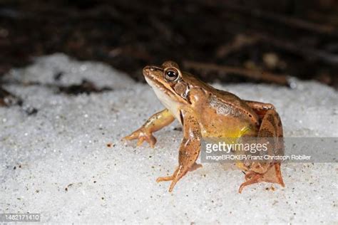 Disturbing Hibernating Frogs Clipart