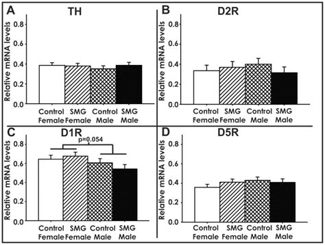 A Th Mrna Levels Were Not Altered By Smg Or Sex P 0 05 B D2r Mrna