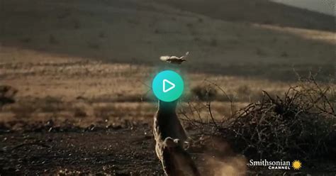 Caracal Hunting His Prey  On Imgur