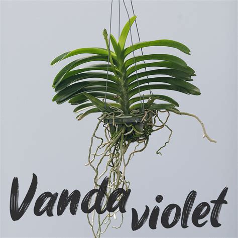 반다 바이올렛 보라색 꽃 Vanda 홈가드닝 행잉식물 플랜테리어 서양난