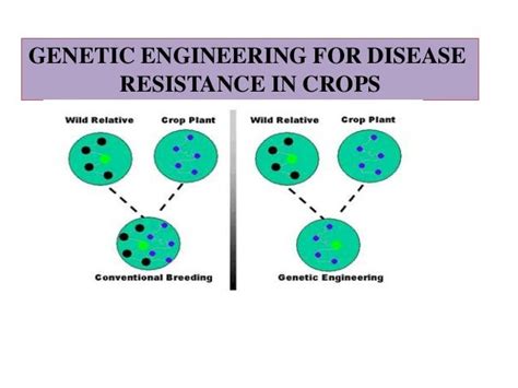 Gentic Engineering For Disease Resistance In Crops