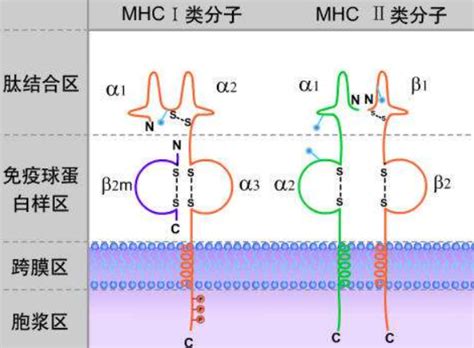 免疫学里的mhc是什么意思？ 百度知道