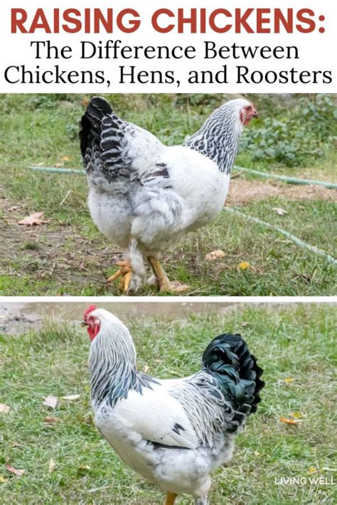 How To Tell Hens And Roosters Apart Whats The Difference