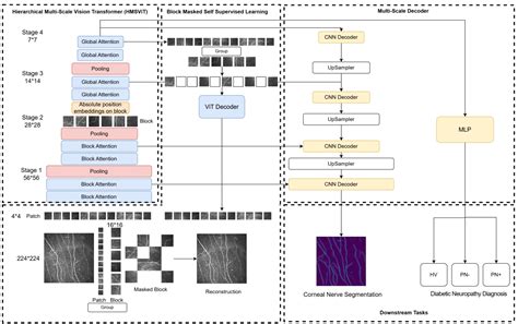 论文审查 Hmsvit A Hierarchical Masked Self Supervised Vision Transformer For Corneal Nerve