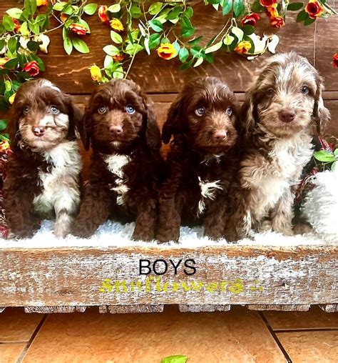 Miniature Cockapoo Puppies For Sale Cockapoo Owners