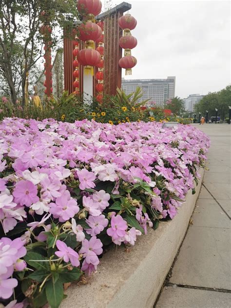 桑贝斯凤仙花 花瓣网
