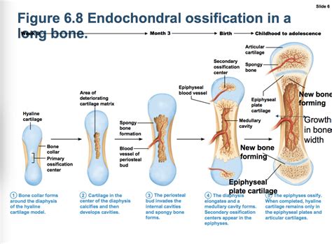 PHYL141 Endochondral Ossification Diagram Quizlet