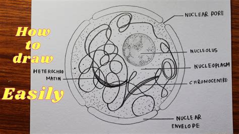 Diagram Of Nucleus Structure Nucleus Structure Functions