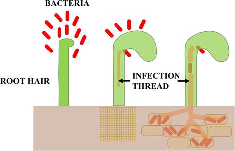 Scheme Of Overgrowing The Roots Of Legume Plants By Bacteria Of The
