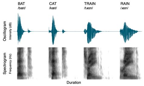 Speech Perception A Complex Ability Speechneurolab