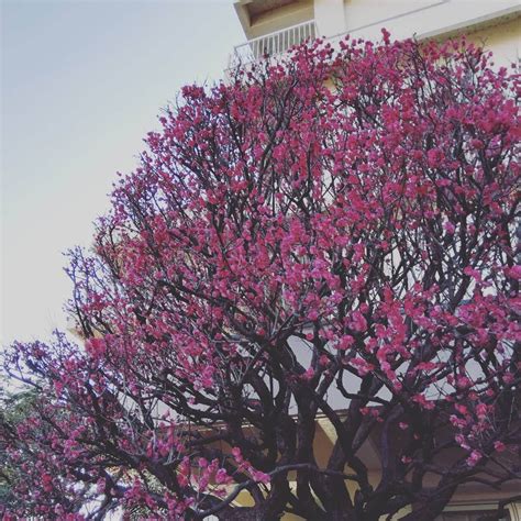青柳愛さんのインスタグラム写真 青柳愛instagram「愛する母校へ。 12年間歩きつづけた『沈黙の坂』は何も変わっておらず。 高校