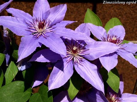 Zimozielony ogród Clematis powojnik