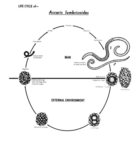 Ascaris Lumbricoides Larvae