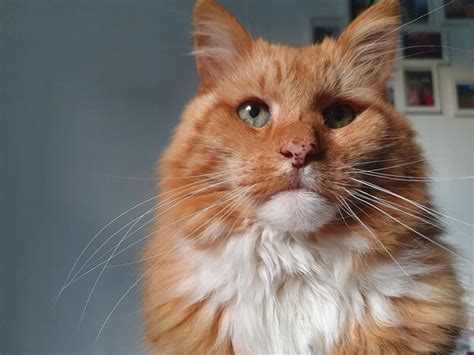 Premium Photo My Cat Timmy