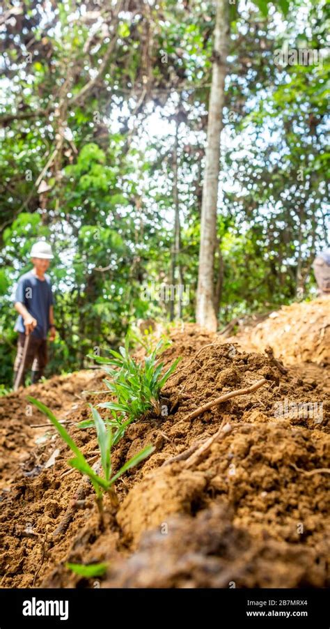 The Worker Plant The Grass In The Slope Area Of The Forest To Prevent Landslide And Erosion