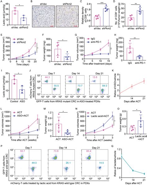 Effects Of The Lactic Acid Blockade On Immunotherapies Af Mc38k