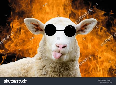 Funny Sheep Memes