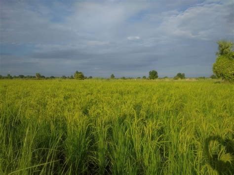 ဧရာဝတီတိုင်းတွင် လယ်သမားအများစု သွင်းအားစု စျေးတွေကြီးလို့ နွေစပါးစိုက်ပျိုးရာတွင် ဓာတ်မြေသြဇာ