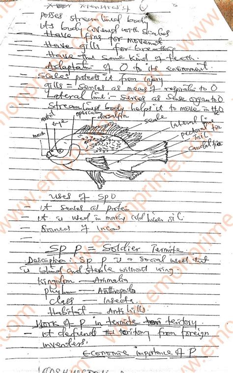 Neco Biology Practical Specimen Questions And Answers Complete Specimen And Solutions
