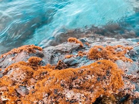 Research Discovers New Reproduction Process In Microalgae Enhances Knowledge Of Their Evolution