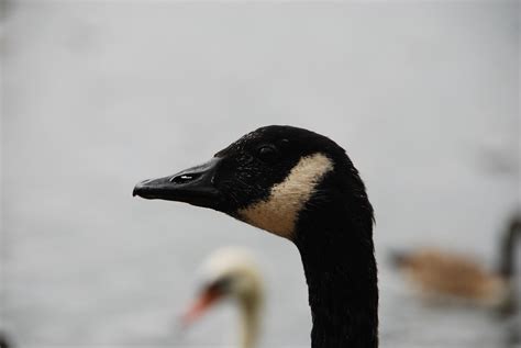 Duck Beak Bird Free Photo On Pixabay Pixabay