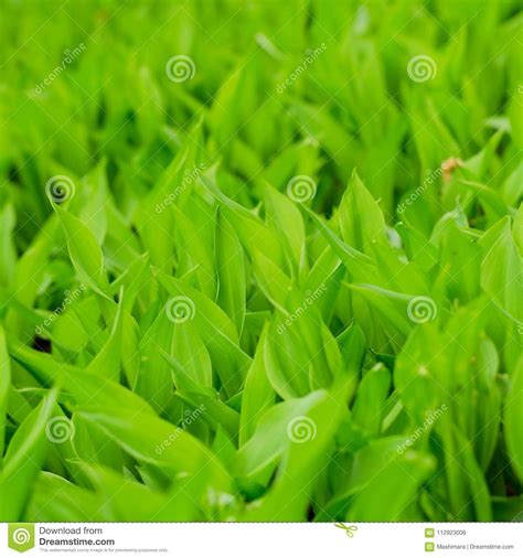 Background Of Green Juicy Grass On A Meadow In Summer Selective Focus