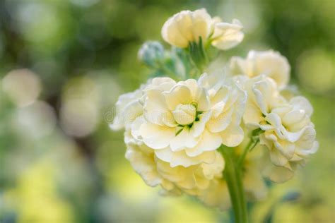 Matthiola Incana Or Commonly Called Stock Beautiful Pastel Creamy