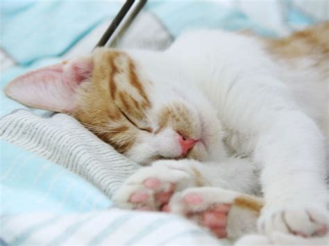 小橘猫在主人的饭桌上睡着了这罕见的睡姿太可爱了