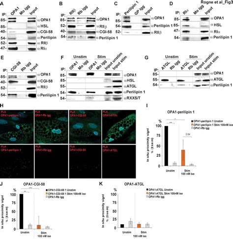 Association Of Opa1 With Perilipin And Pka In Adipocyte Differentiated