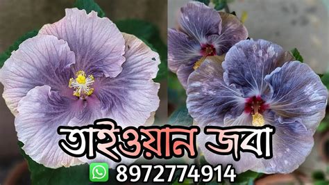 তাইওয়ান প্রজাতির জবা স্পেশাল ব্লেন্ড ফার্টিলাইজার ও কীটনাশক Youtube