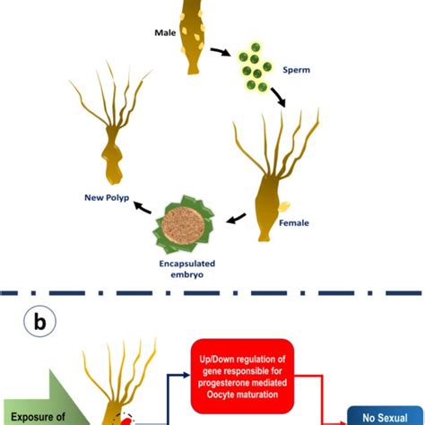 Sexual Reproduction In Hydra Under A Normal Condition B After Download Scientific Diagram