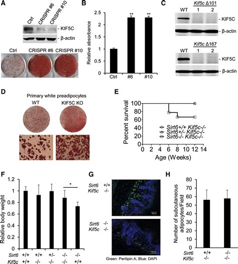 Sirt6 Is Essential For Adipocyte Differentiation By Regulating Mitotic Clonal Expansion Cell