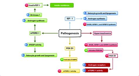 The Actions Of Igf 1 Insulin Like Growth Factor Fox O1 Forkhead Box