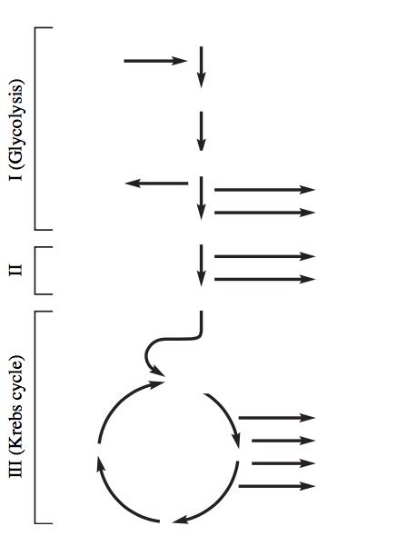 Bio 121 Exam 1 Diagram Quizlet