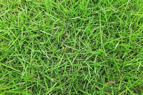 5 plantes couvre sol pour terrain sec idéales pour remplacer ou