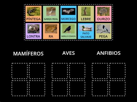 ClasificaciÓn De Animais Group Sort