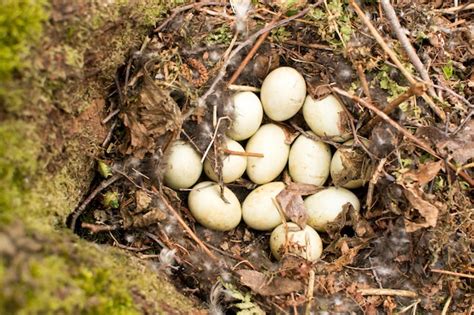 Premium Photo A Clutch Of A Wild Duck Duck Nest On The Pond An