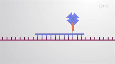 Labeling Dna Probes Radioisotopes Fluorophores Biotin Digoxigenin