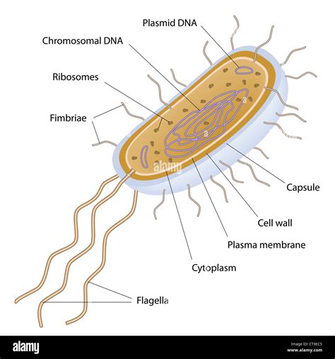 Bacilli Bacteria Labeled