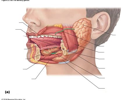 Quiz 7 11 Diagram Quizlet