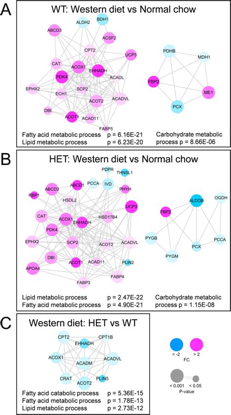Western Diet Alters Expression Of Proteins Involved In Fatty Acid And