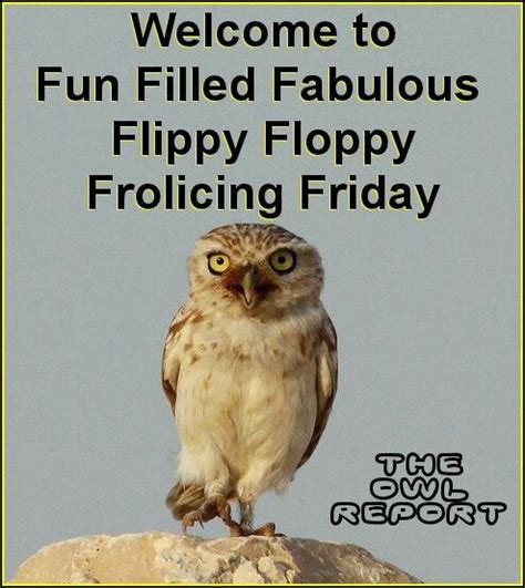 Happy Friday From The Little Owl