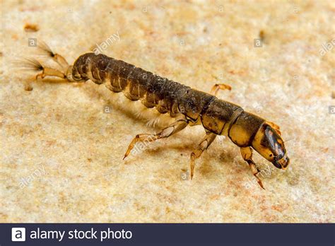 Caddisfly Nymph