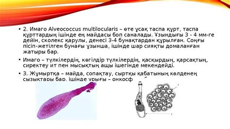 АЛЬВЕОКОККОЗ Орындаған Абдрасилов Е ВМ 401 гр