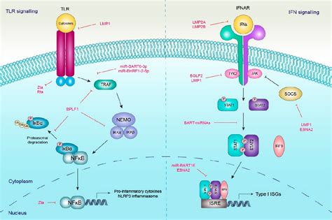 Figure 1 From Deciphering The Role Of EpsteinBarr Virus Latent
