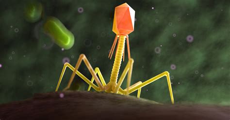 Phage Therapy Meeting The Challenge Of Drug Resistant Bacterial