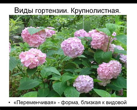 гортензии