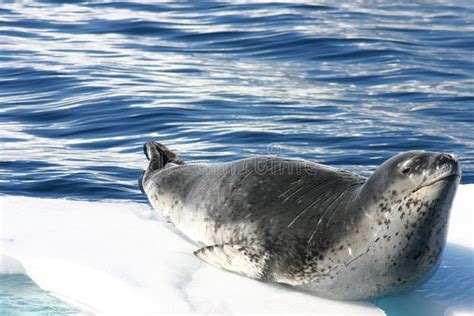 Dangerous Leopard Seal Stock Image Image Of Ecology 13360229